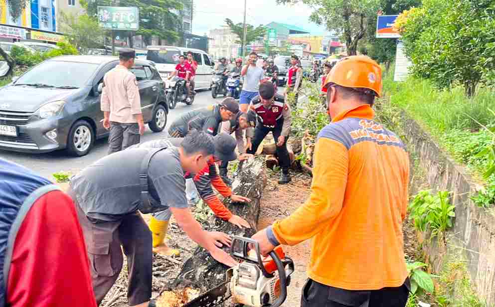 Dua Pengendara Motor Terjatuh Saat Pohon Tumbang di KM 10 Tanjungpinang ...